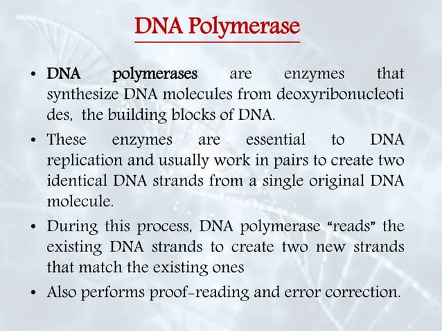 Enzymes involved in dna replication | PPTX | Chemistry | Science