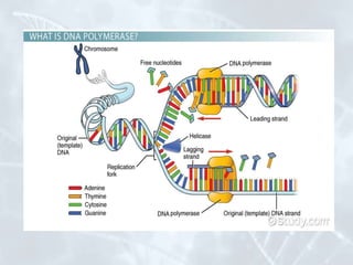 Enzymes involved in dna replication | PPTX