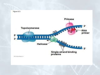 Dna Replication Helicase