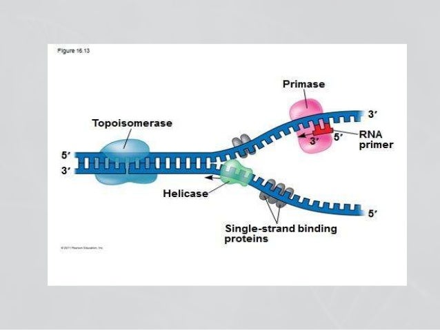 Enzymes involved in dna replication