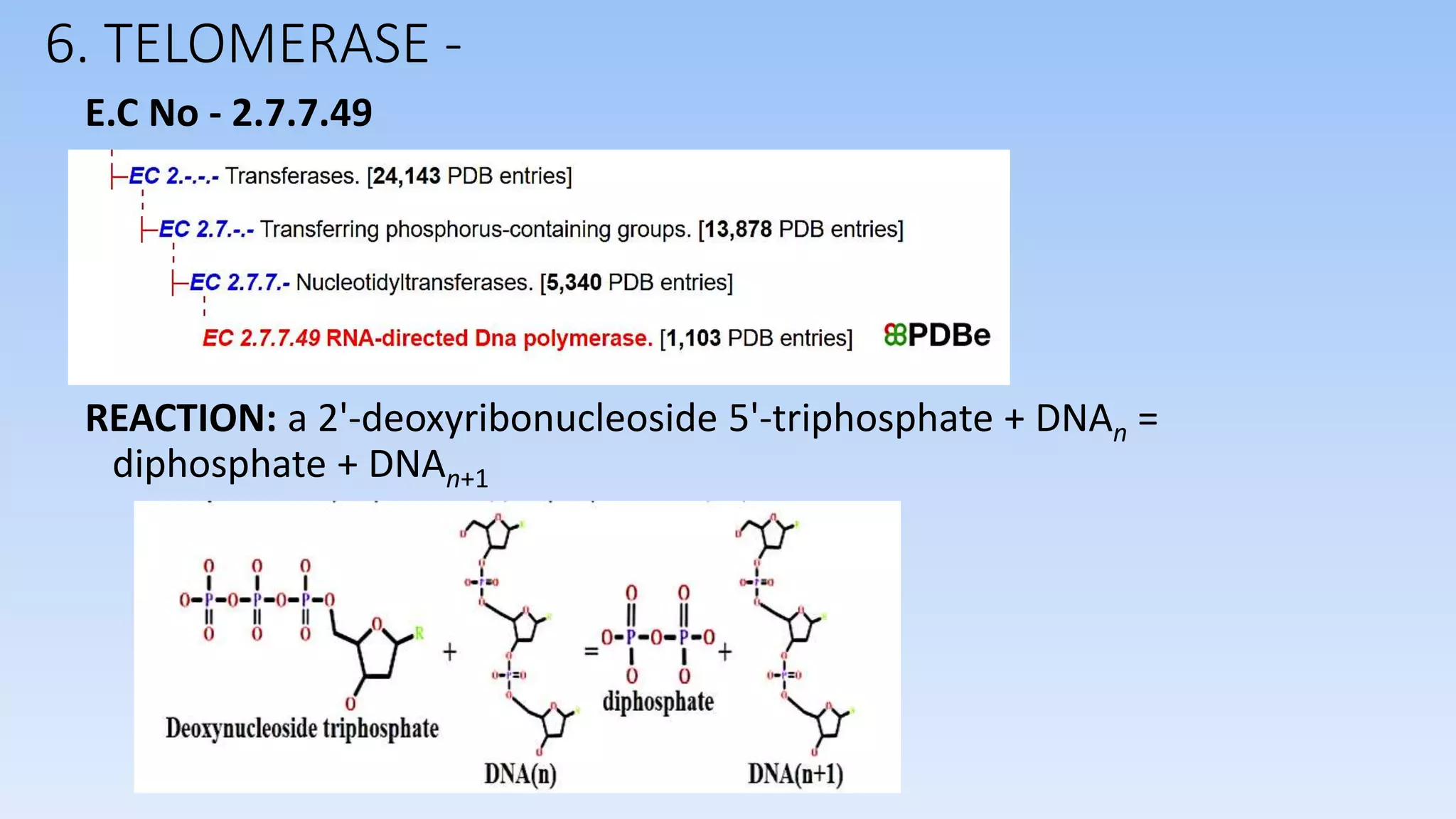 Enzymes involved in DNA replication | PPTX