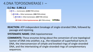 Enzymes involved in DNA replication | PPTX