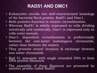 Enzymes involved in homologous recombination.pdf