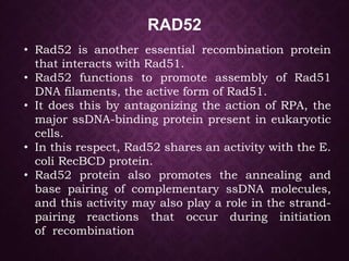Enzymes involved in homologous recombination.pdf