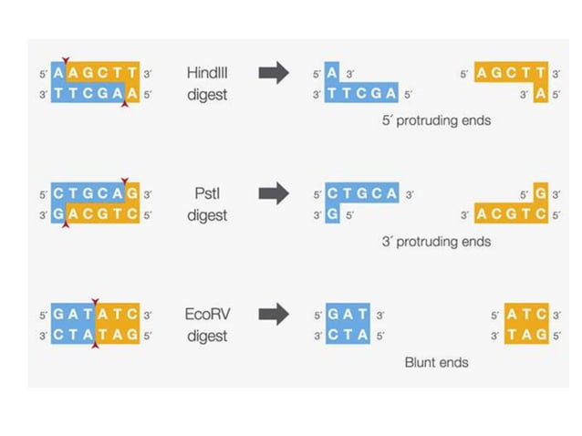 Enzymes involved in rDNA technology.pptx