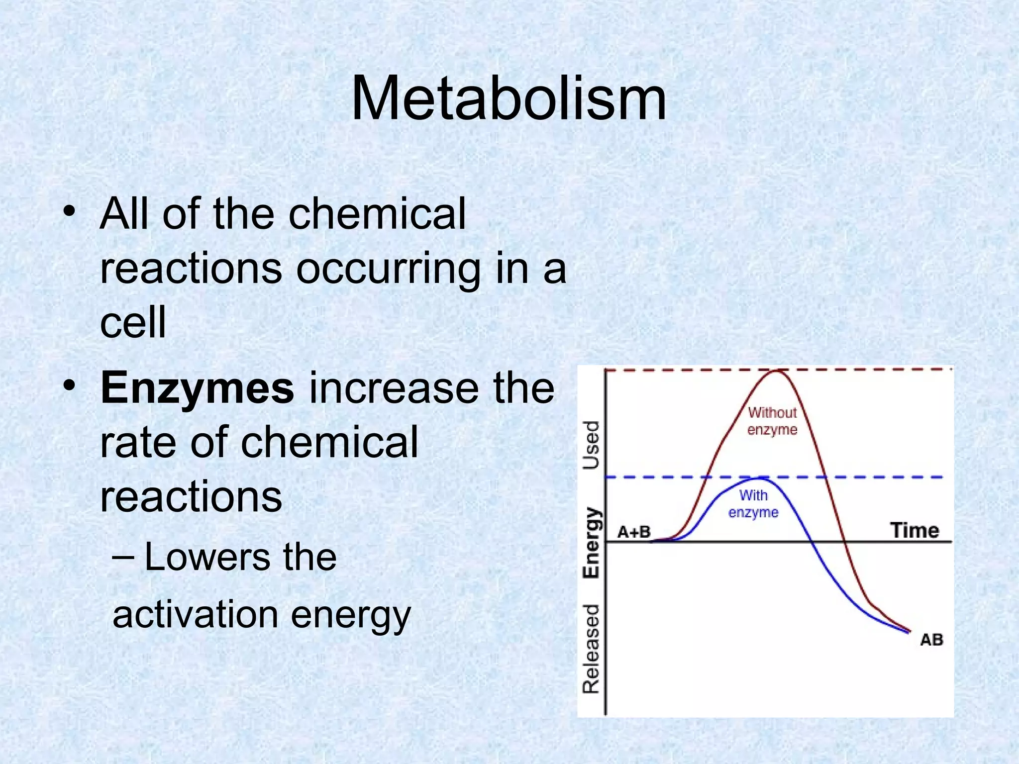 Enzymes Lab | PPT