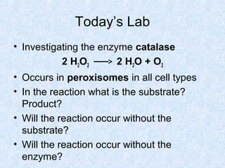Enzymes Lab | PPT
