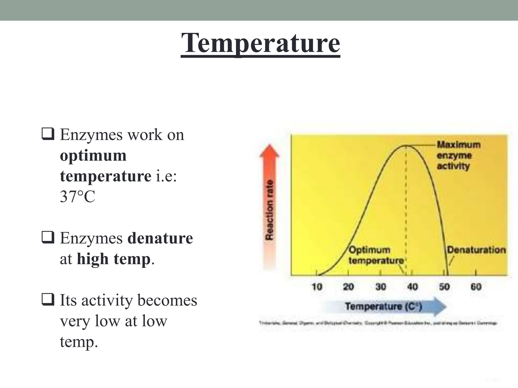 ENZYMES Lec.ppt