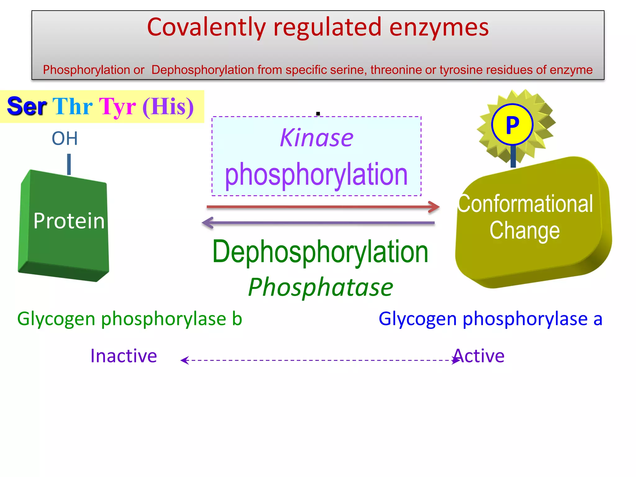Enzymes Lec-IV (1).pdf