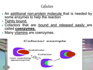 Enzymes lect-6.pptx | Chemistry | Science