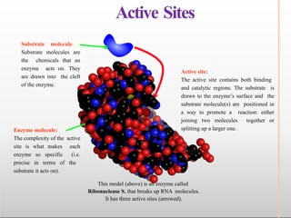 Enzymes Lecture stating its functions and structure | PPTX