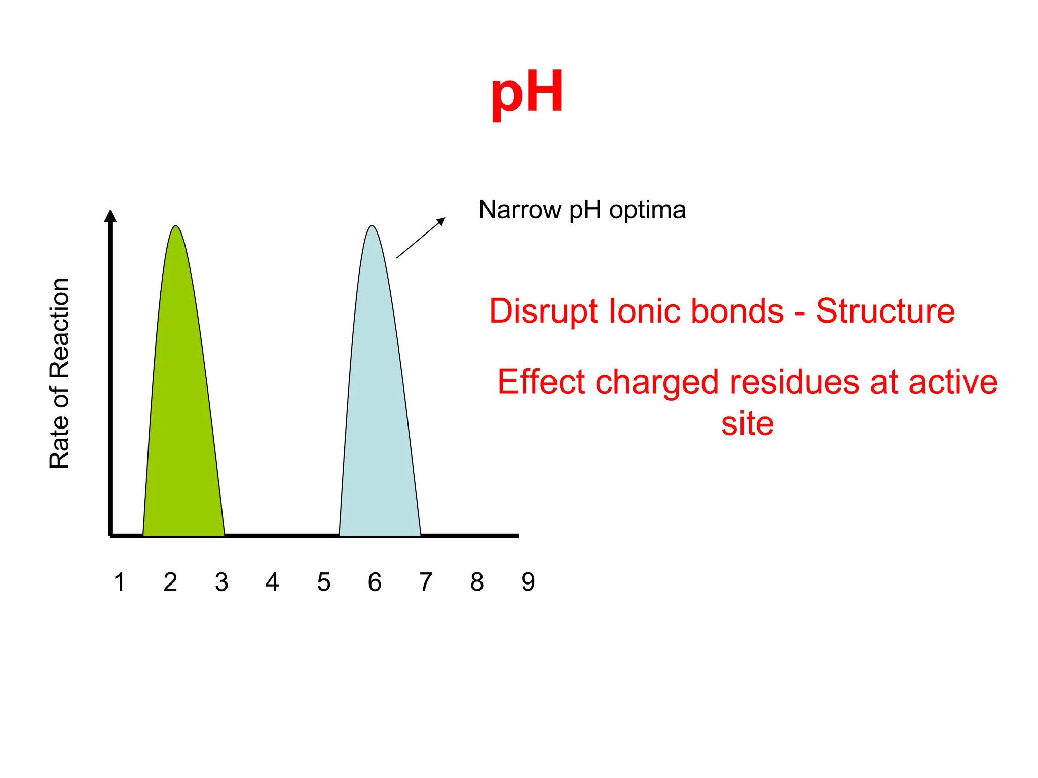 enzymes models of action in living things | PPT