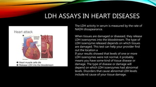 Enzymes of biological importance LDH and 5' NT | PPTX