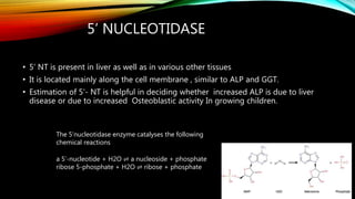 Enzymes of biological importance LDH and 5' NT | PPTX