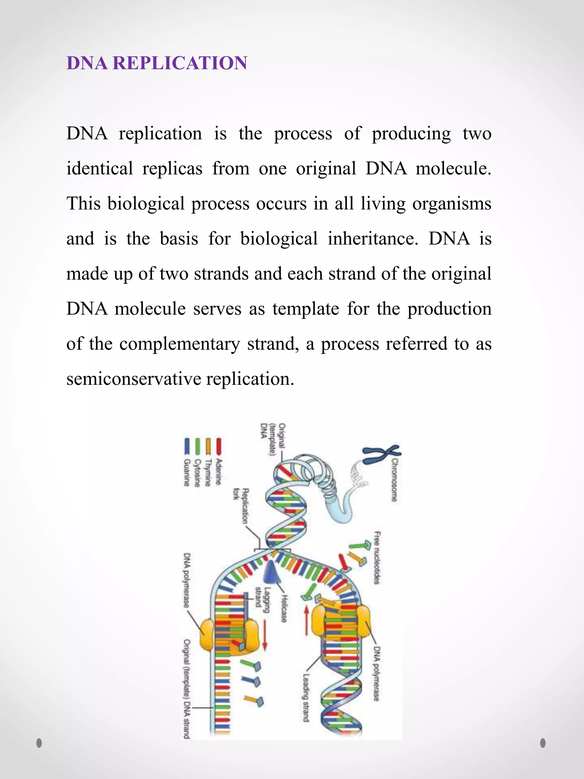 Enzymes of DNA replication | PPTX
