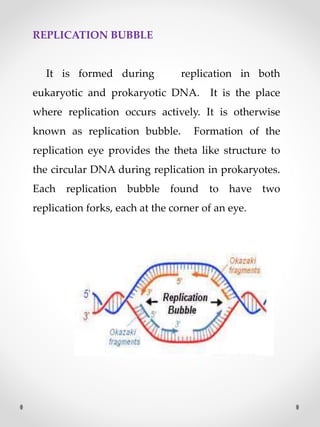 Replication Fork With Enzymes