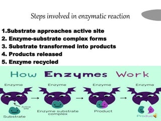 Enzymes-Biochemistry part-2 | PPTX | Chemistry | Science