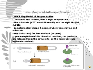 Enzymes-Biochemistry part-2 | PPTX