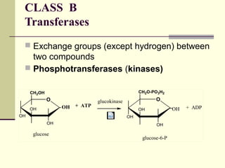 Enzymes Part~2 | PPT