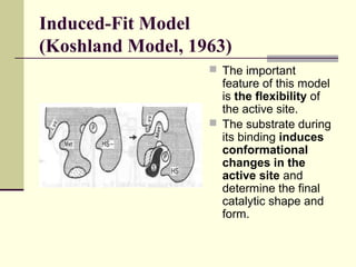 Enzymes Part~2 | PPT