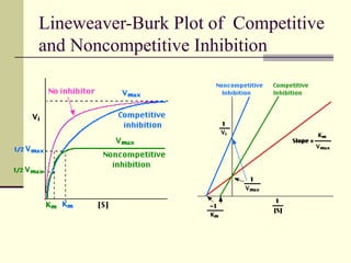 Enzymes Part~3 | PPT