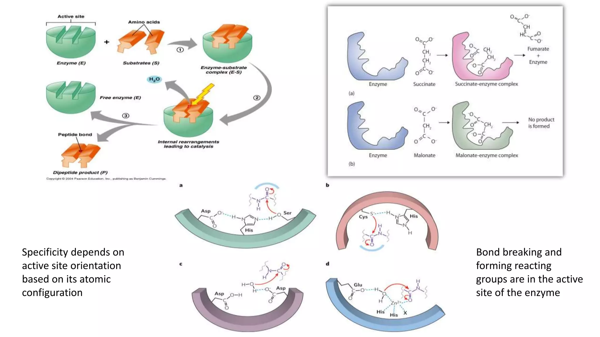 Enzyme specificity | PPTX