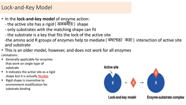 Enzyme specificity | PPTX