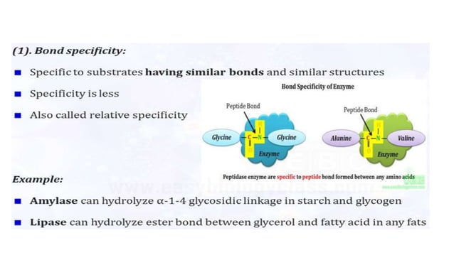 Enzyme specificity | PPT