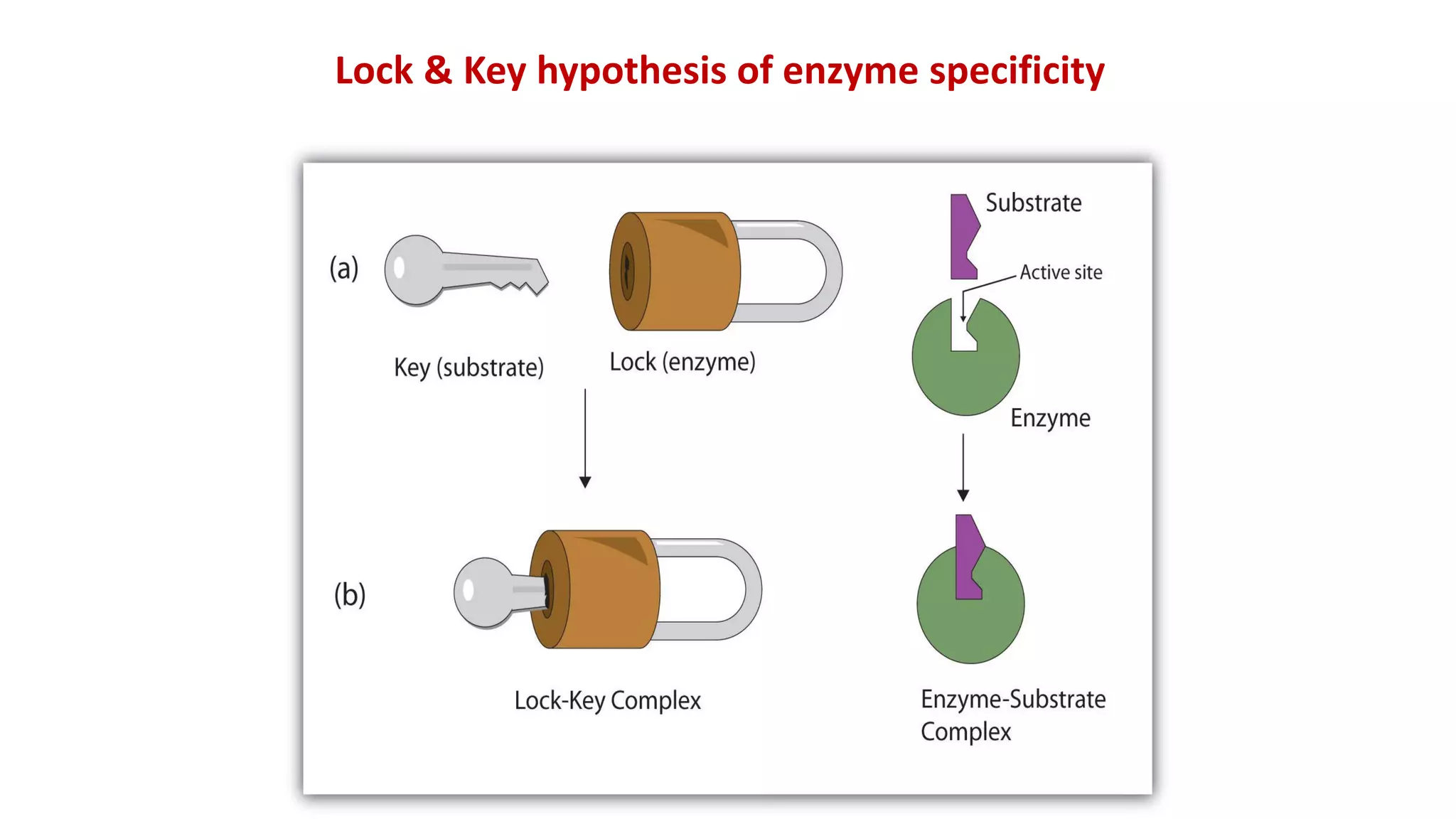 Enzyme specificity types and applications | PDF