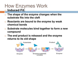 Enzymes Powerpoint For 27th May Y12 Bio Pptx