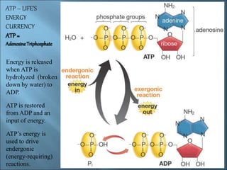 Enzymes ppt | PPT