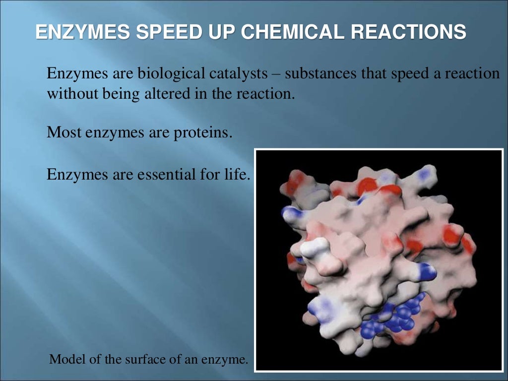Enzymes Ppt