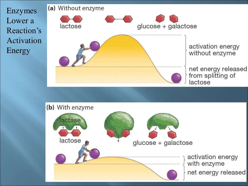 Enzymes Ppt