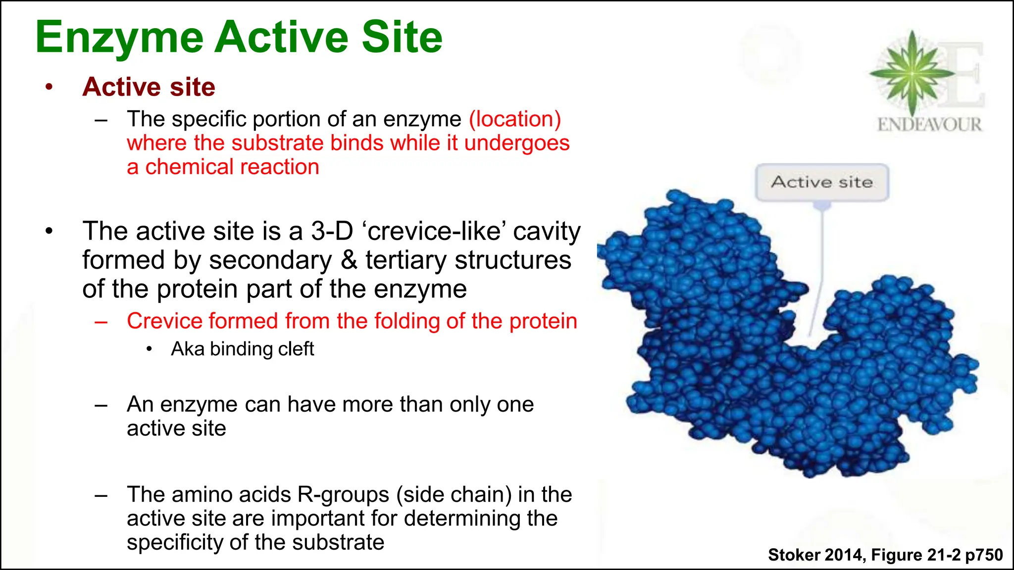 enzymes_ppt.pptx111111111111111111111111111 | PPTX