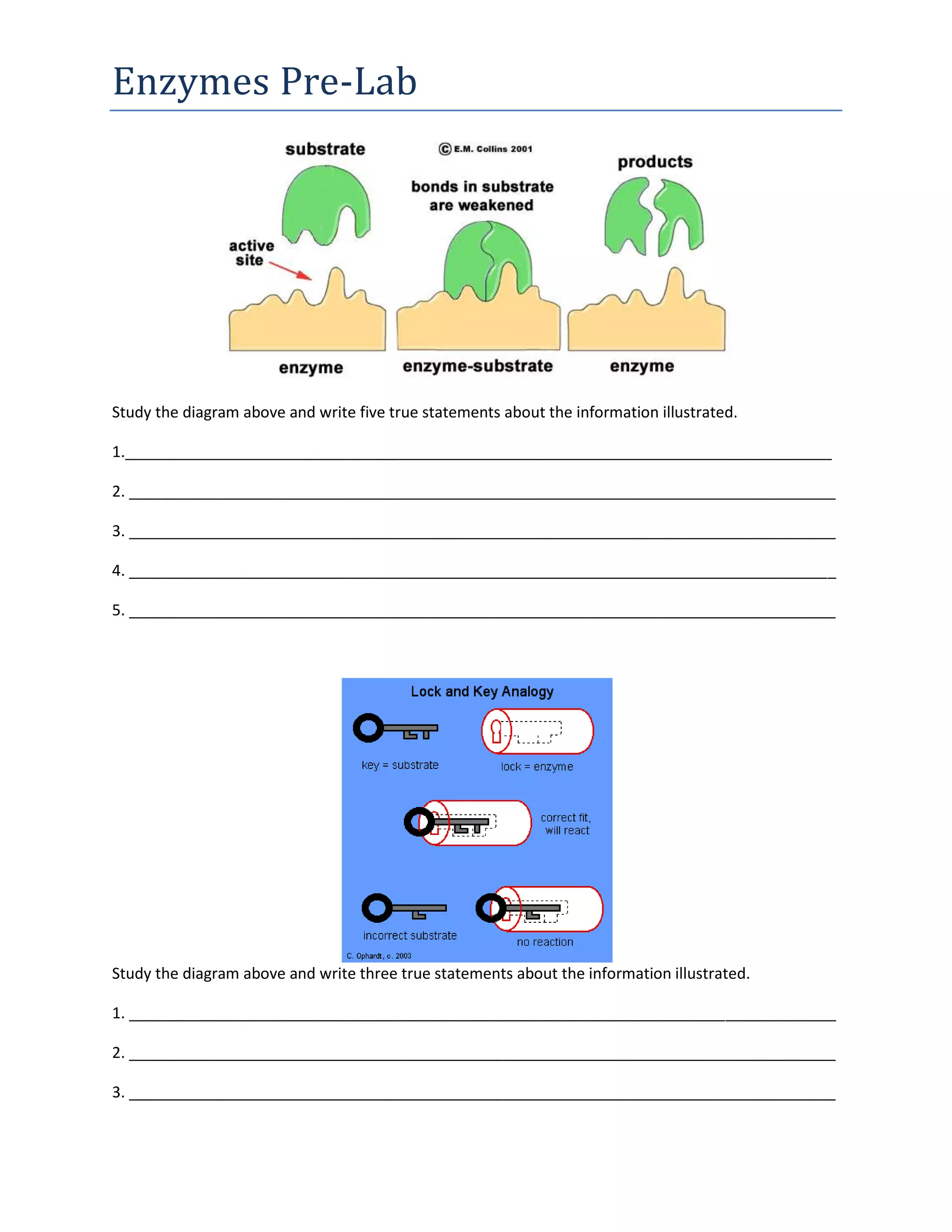 Enzymes pre lab | DOCX