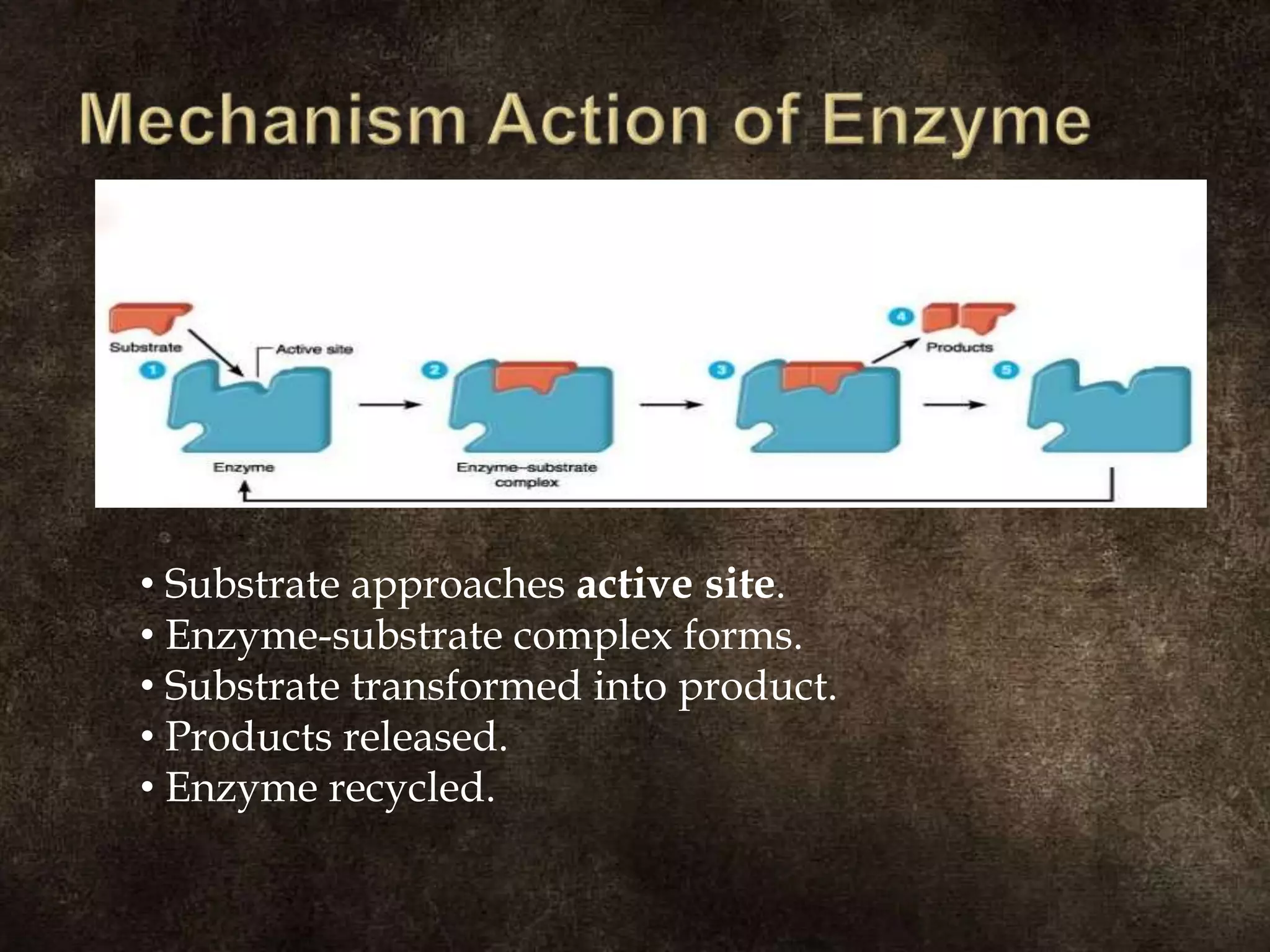 Enzymes (Definition, characteristics, mechanism action, activity ...