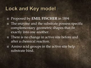 Enzymes (Definition, characteristics, mechanism action, activity ...