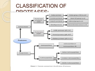 Enzymes proteases.pptx