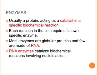 ENZYMES Quick Study Notes Slides.pptx