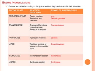 ENZYMES Quick Study Notes Slides.pptx