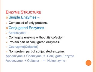 Simple Enzyme Structure