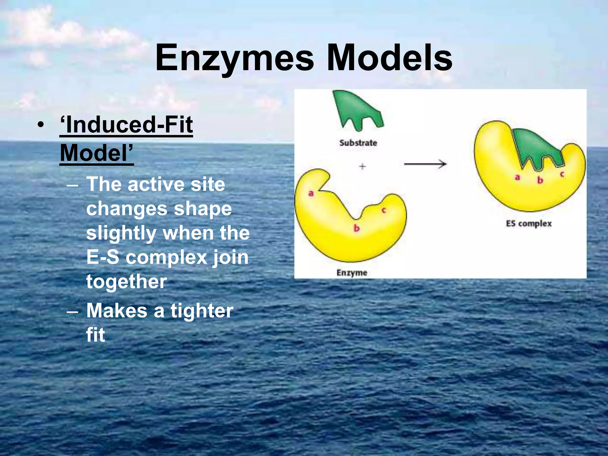 ENZYMES REACTIONs ppt..ppt