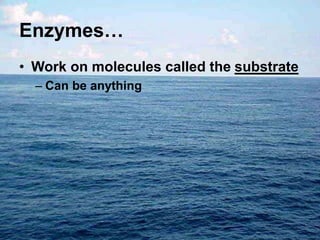 ENZYMES REACTIONs ppt..ppt