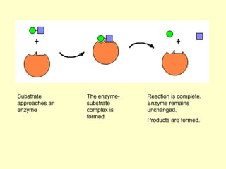 ENZYMES REACTIONs ppt..ppt