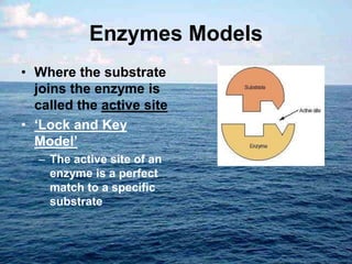 ENZYMES REACTIONs ppt..ppt