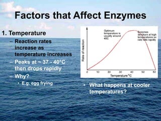ENZYMES REACTIONs ppt..ppt
