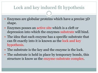 Enzymes revision | PPT