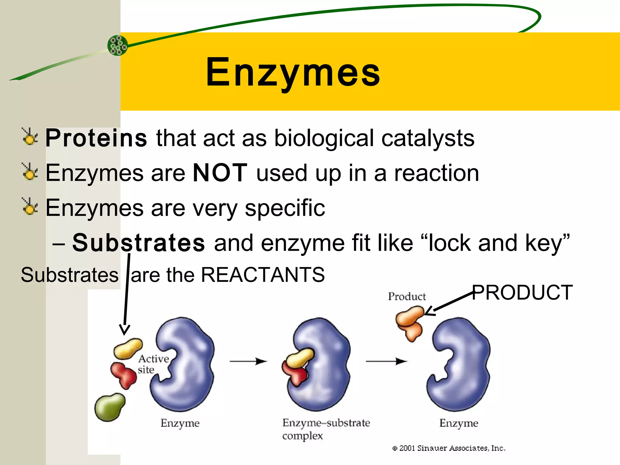 Enzymes slides for moodle 2013 | PPT