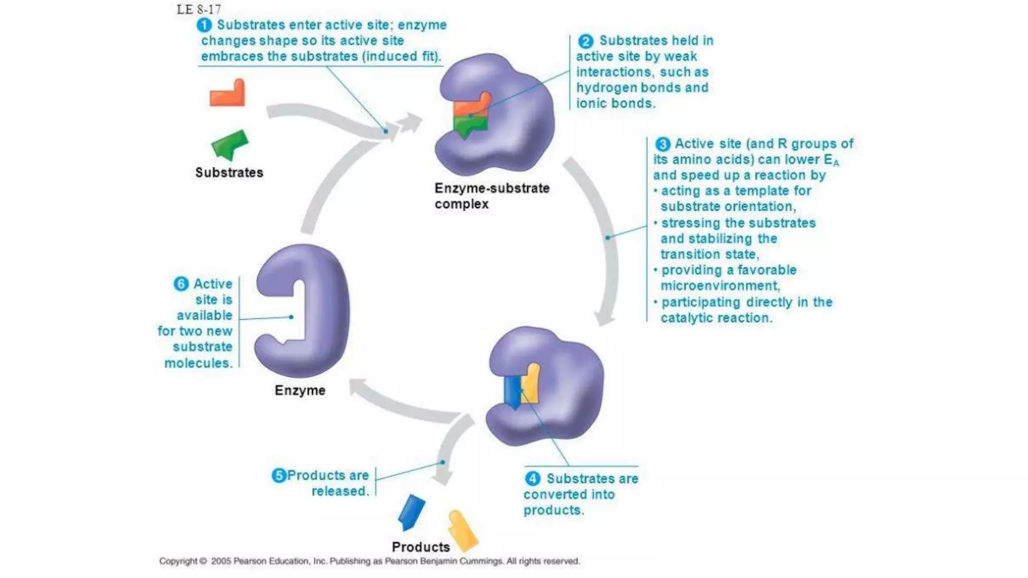 Enzymes the biological catalysts of life | PPTX