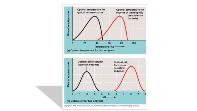 Enzymes the biological catalysts of life | PPTX | Chemistry | Science